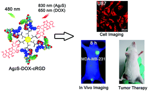 Characterization of tumor-targeting Ag2S quantum dots for cancer ...