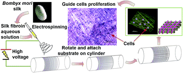 Silk fibroin tissue engineering scaffolds with aligned electrospun ...
