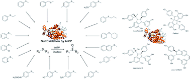 Horseradish peroxidase (HRP) as a tool in green chemistry - RSC ...