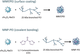 Assembly of polyethylenimine-functionalized iron oxide nanoparticles as ...