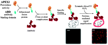 An enhanced ascorbate peroxidase 2/antibody-binding domain fusion ...