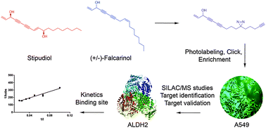 Alkynol natural products target ALDH2 in cancer cells by irreversible ...