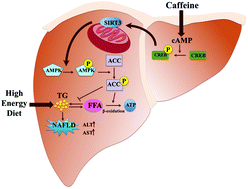 Caffeine ameliorates high energy diet-induced hepatic steatosis ...