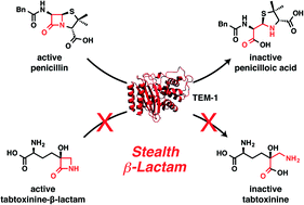 Tabtoxinine-β-lactam is a “stealth” β-lactam antibiotic that evades β ...
