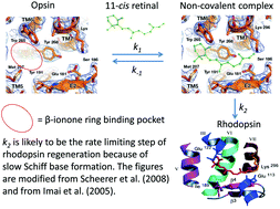 The role of the non-covalent β-ionone-ring binding site in rhodopsin ...