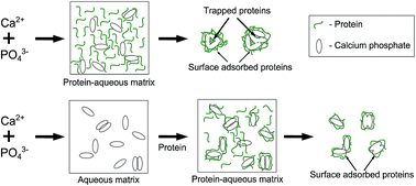 Protein–calcium phosphate nanocomposites: benchmarking protein loading ...