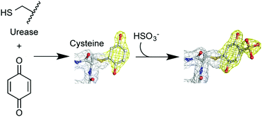 Inactivation of urease by 1,4-benzoquinone: chemistry at the protein ...