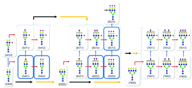 Glycomic profiling of targeted serum haptoglobin for gastric cancer ...