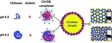 Pickering emulsion gels based on insoluble chitosan/gelatin electrostatic complexes - RSC ...