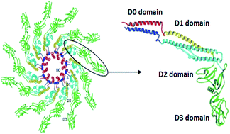 Self-assembly and structure of flagellin–polyelectrolyte composite layers: polyelectrolyte ...