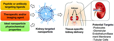 Peptide and antibody ligands for renal targeting: nanomedicine ...