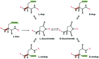 Distinguishing d- and l-aspartic and isoaspartic acids in amyloid β ...