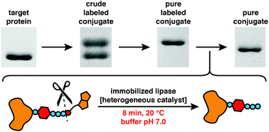 Enzymatically cleavable traceless biotin tags for protein PEGylation ...