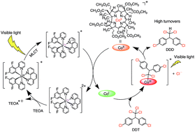 Photocatalytic function of the B12 complex with the cyclometalated ...