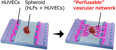 Integrating perfusable vascular networks with a three-dimensional tissue in a microfluidic ...