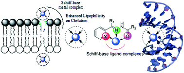 Heterocyclic Schiff base transition metal complexes in antimicrobial and anticancer chemotherapy ...