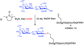 Protecting group free synthesis of glycosyl thiols from reducing sugars ...