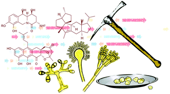 Panning for gold in mould: can we increase the odds for fungal genome ...