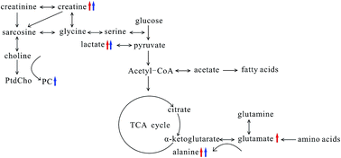 Metabonomic analysis of metastatic lung tissue in breast cancer mice by ...