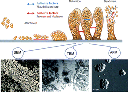 Biofilm formation and control strategies of foodborne pathogens: food ...
