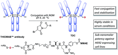 Use of a next generation maleimide in combination with THIOMAB ...