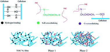 High wet-strength, thermally stable and transparent TEMPO-oxidized ...