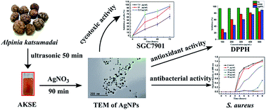 Green synthesis of silver nanoparticles using seed extract of Alpinia ...