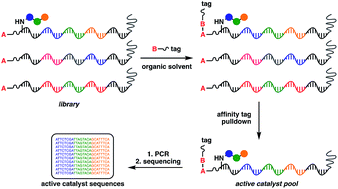 A platform for high-throughput screening of DNA-encoded catalyst ...