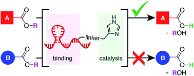 A DNA-conjugated small molecule catalyst enzyme mimic for site ...