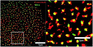 Using an RNA aptamer probe for super-resolution imaging of native EGFR ...