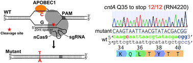Highly efficient base editing in Staphylococcus aureus using an engineered CRISPR RNA-guided ...