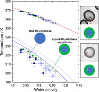 Does liquid–liquid phase separation impact ice nucleation in mixed ...