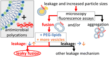 Leaky membrane fusion: an ambivalent effect induced by antimicrobial ...