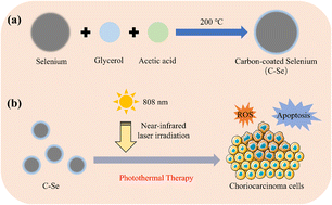 Carbon-coated selenium nanoparticles for photothermal therapy in choriocarcinoma cells - RSC ...