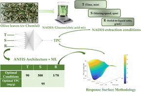 NADES-based extraction of olive leaf phenolics using RSM, ANFIS and ...