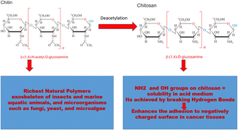 Chitosan-functionalized nanobubbles for precision oncology: advances in ...