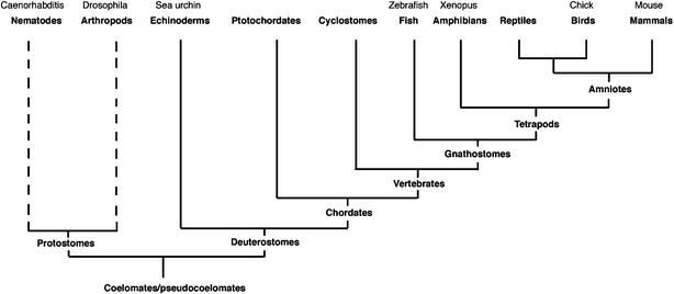 Xenopus as a model organism in developmental chemical genetic screens ...