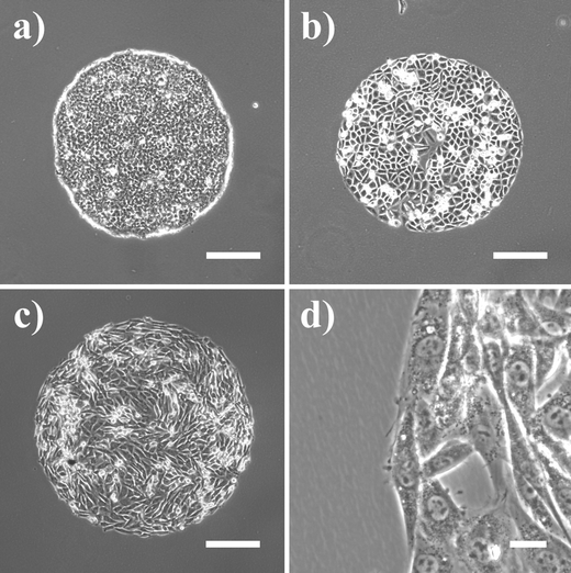 Simple and versatile methods for the fabrication of arrays of live ...