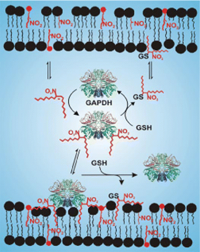Hot off the Press - Molecular BioSystems (RSC Publishing) DOI:10.1039 ...