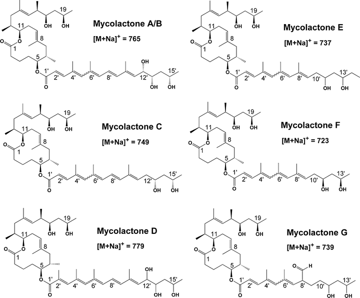 Mycolactones: immunosuppressive and cytotoxic polyketides produced by ...