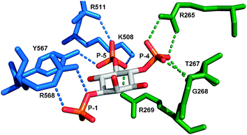 Activation of IP3 receptors by synthetic bisphosphate ligands ...
