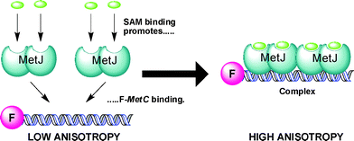 Identification of stable S-adenosylmethionine ( SAM ) analogues ...