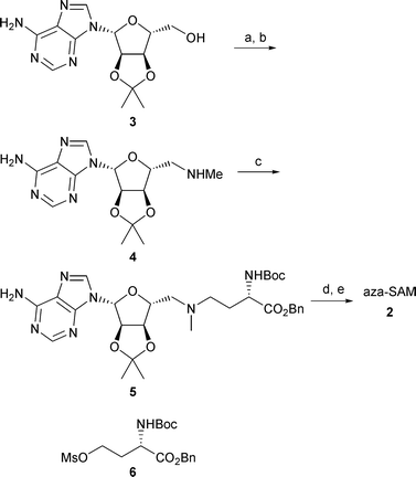 Identification of stable S-adenosylmethionine ( SAM ) analogues ...