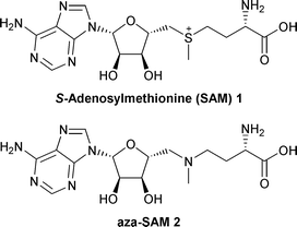 Identification of stable S-adenosylmethionine ( SAM ) analogues ...