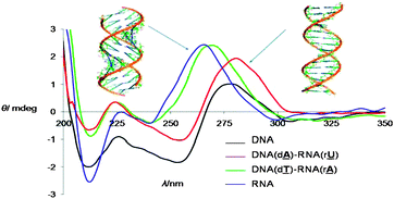 The RNA–DNA hybrid structure determined by EPR , CD and RNase H1 ...