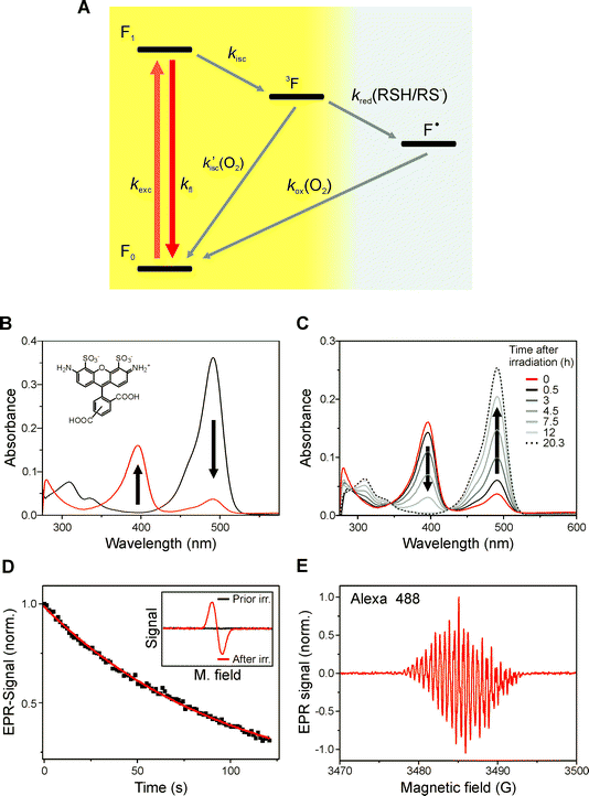 Photoinduced formation of reversible dye radicals and their impact on ...