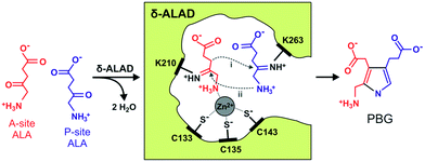 Aminolevulinate dehydratase (δ-ALA-D) as marker protein of intoxication ...