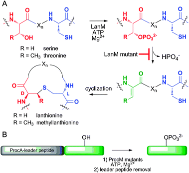 An engineered lantipeptide synthetase serves as a general leader ...