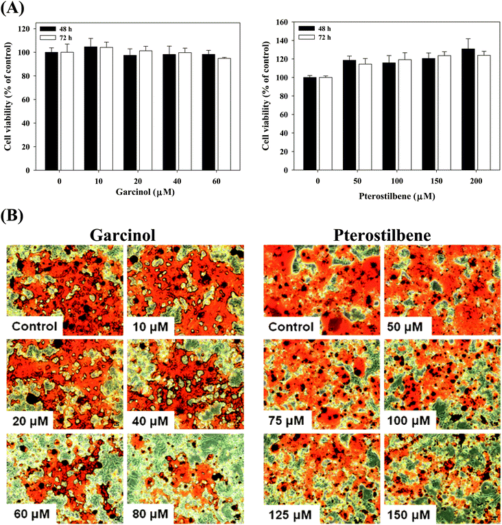Inhibitory effects of garcinol and pterostilbene on cell proliferation and adipogenesis in 3T3 ...