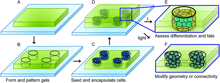 Responsive culture platform to examine the influence of ...